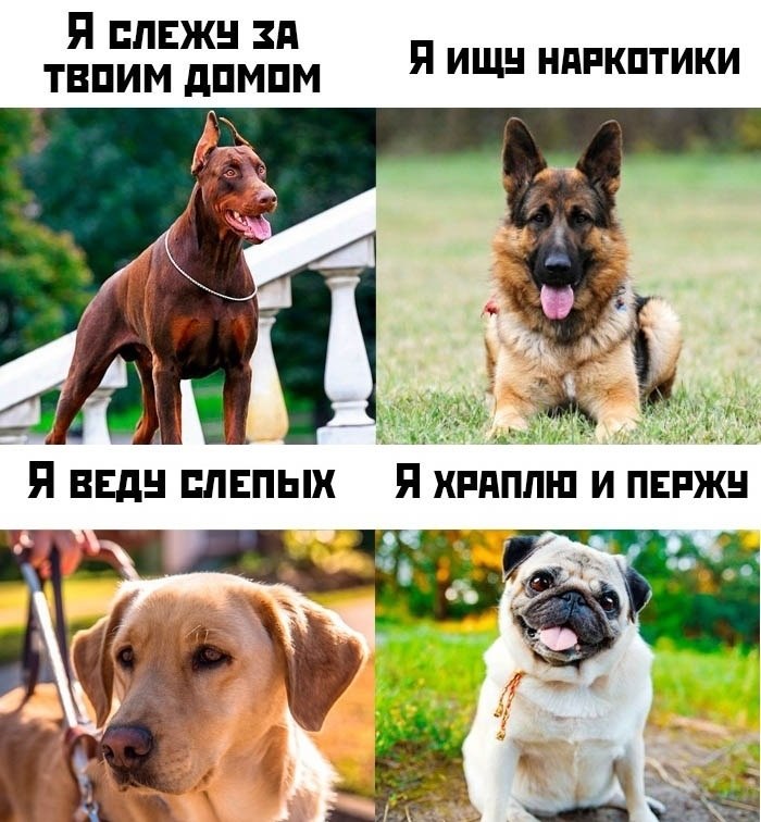 Мопс не только храпит и пердит, он дарит свою ... | Идеи для жизни ...